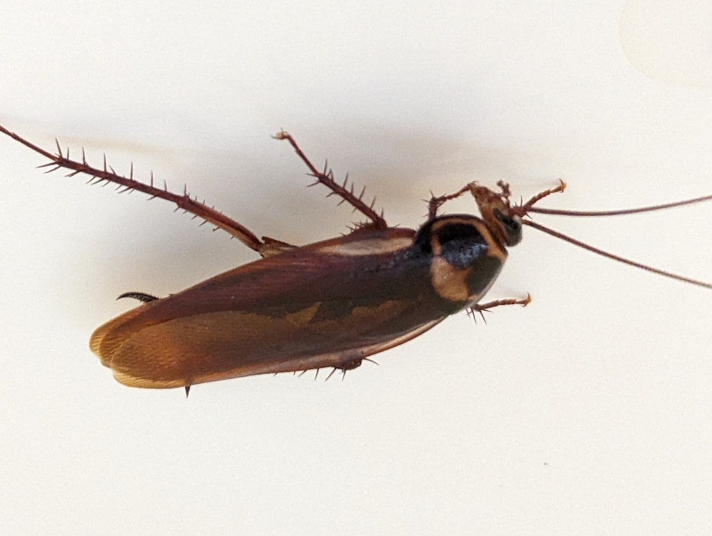 Australian Cockroach from West Bay, Cayman Islands on October 23, 2023 ...