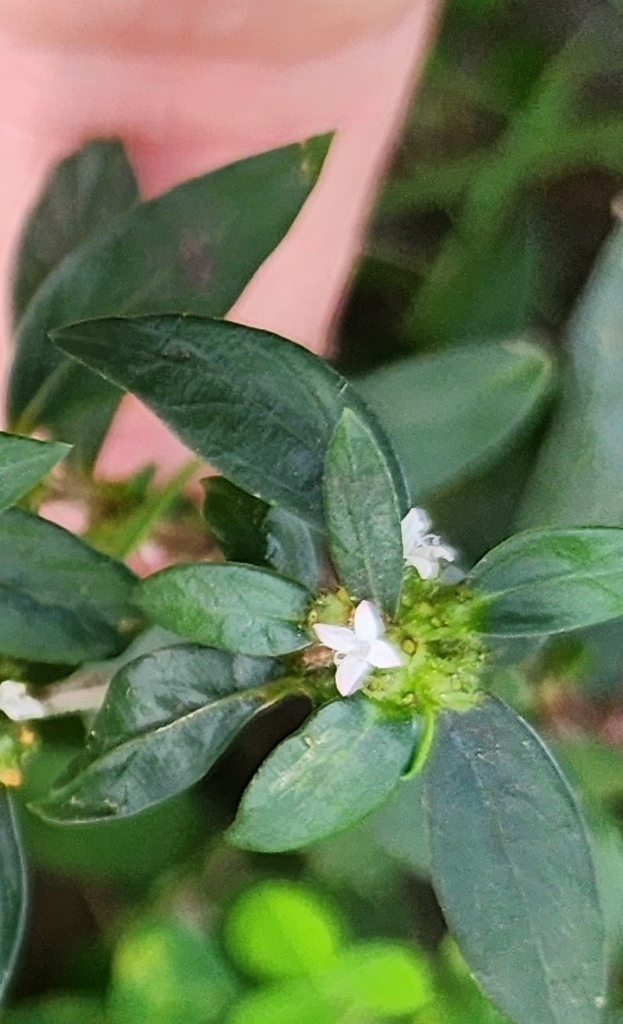 Woodland false buttonweed from River Ranch, FL 33867, USA on October 22 ...