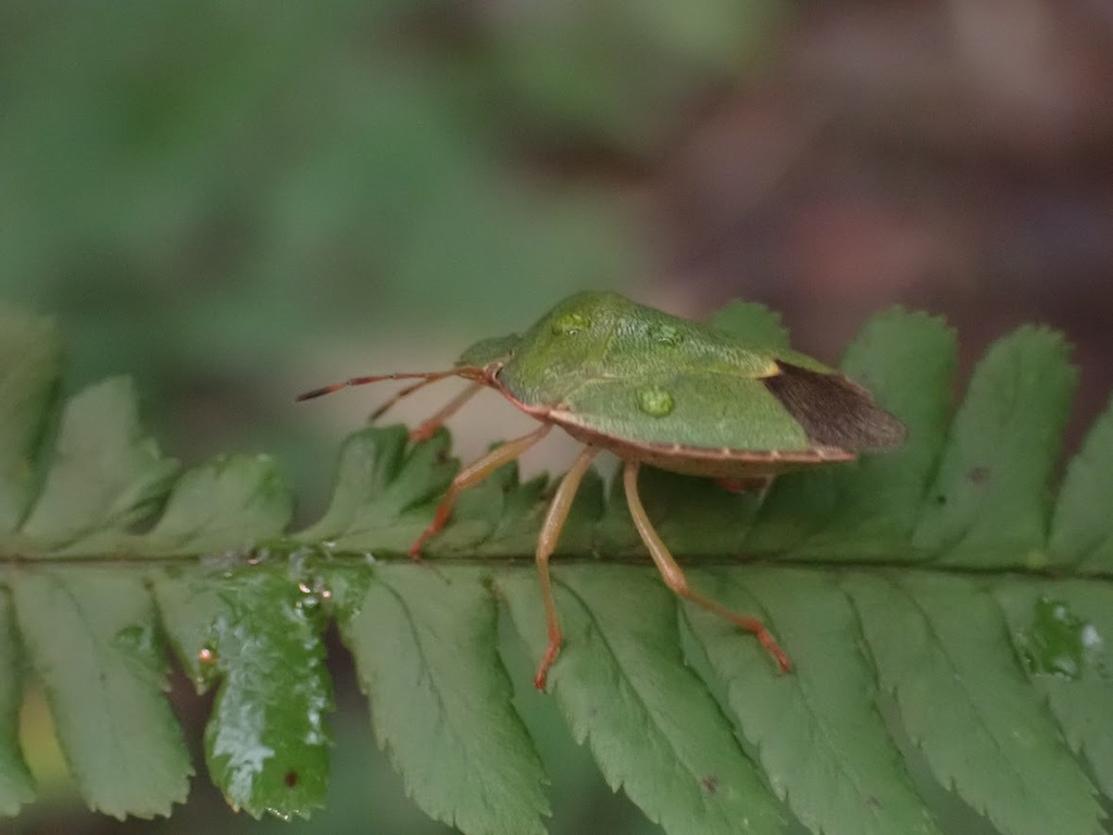 Green Shield Bug from Eridge Rocks Nature Reserve, East Sussex, UK on ...