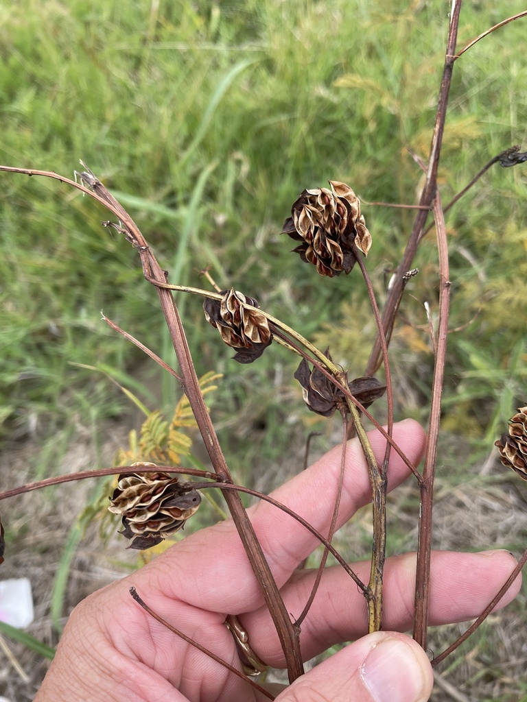 Illinois bundleflower from FM-1821, Mineral Wells, TX, US on October 23 ...
