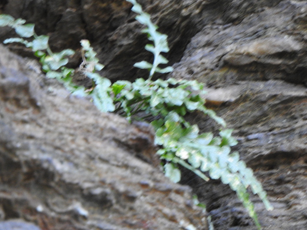 lobed spleenwort in October 2023 by smartinbiologist. high on the rock ...