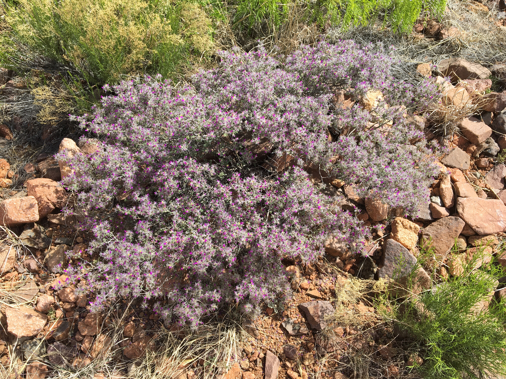 feather dalea (Northeastern New Mexico Piñon-Juniper Woody Plant ...