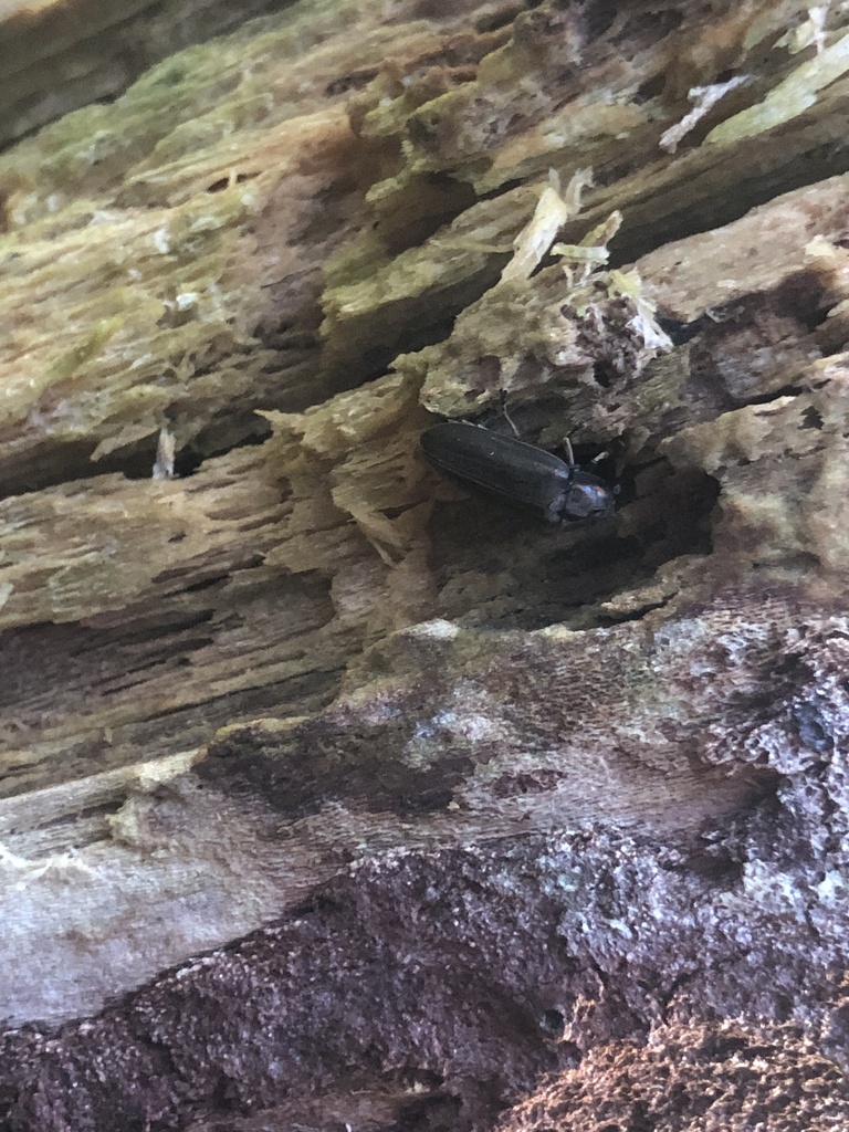 Black Spruce Borer from Kentville, NS, CA on October 23, 2023 at 05:30 ...