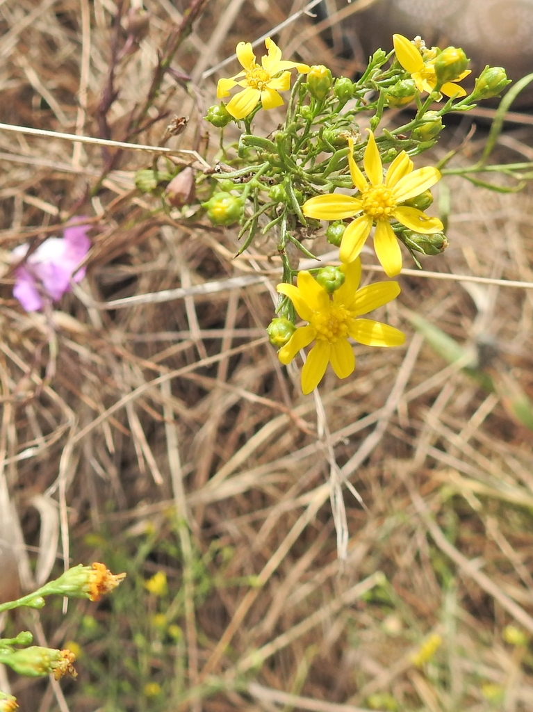 prairie broomweed from Bastrop County, TX, USA on October 23, 2023 at ...
