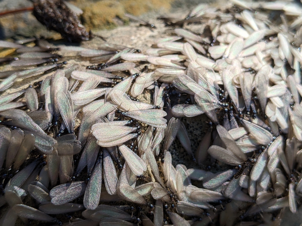 Western Subterranean Termite from Seaview Trail, Orinda, California, US ...