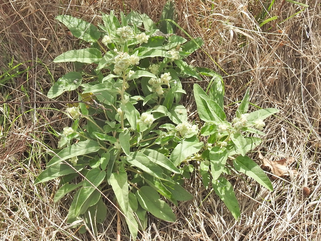 Lindheimer's Doveweed from Bastrop County, TX, USA on October 23, 2023 ...