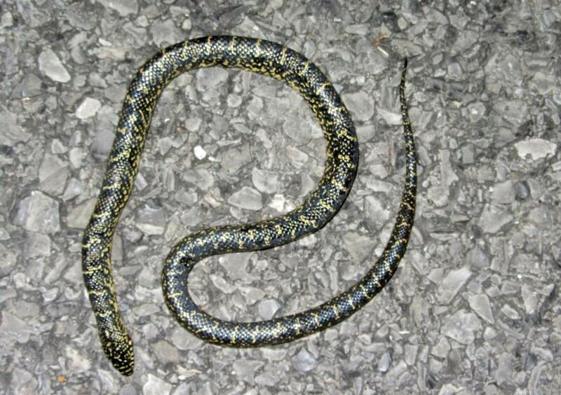 Black Kingsnake from St Bernard Parish, LA, USA on September 7, 2012 by ...