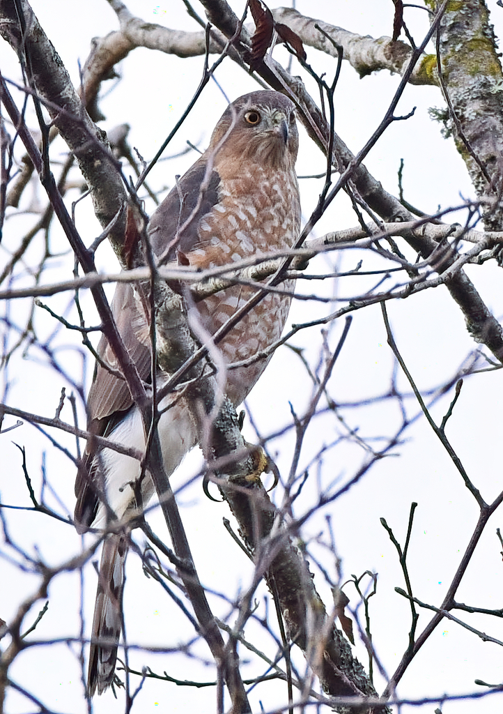 Cooper's Hawk from West Side, Vancouver, BC, Canada on October 23, 2023 ...