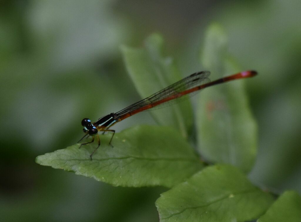 Red-tipped Shadefly from Jayapura, Papouasie, Indonésie on August 3 ...