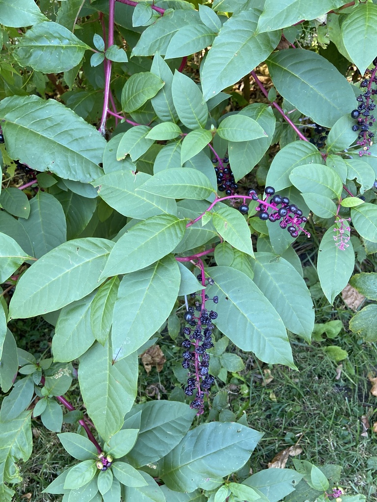 American pokeweed from Mounds State Park, Anderson, IN, US on October ...