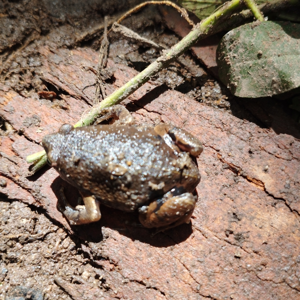 Sheep Frog from 4RC5+XX5, Tegucigalpa, Honduras on October 22, 2023 at ...