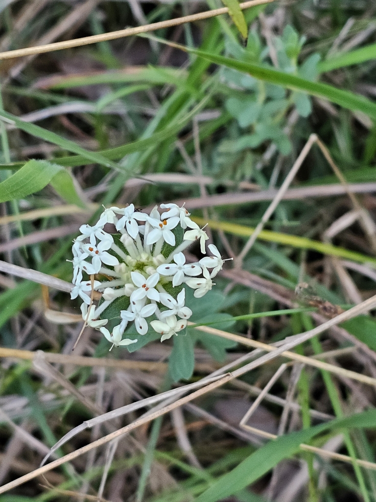 Common Rice-flower from Boronia VIC 3155, Australia on October 23, 2023 ...