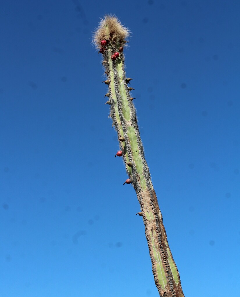 senita cactus in October 2023 by Ana Gatica Colima · iNaturalist