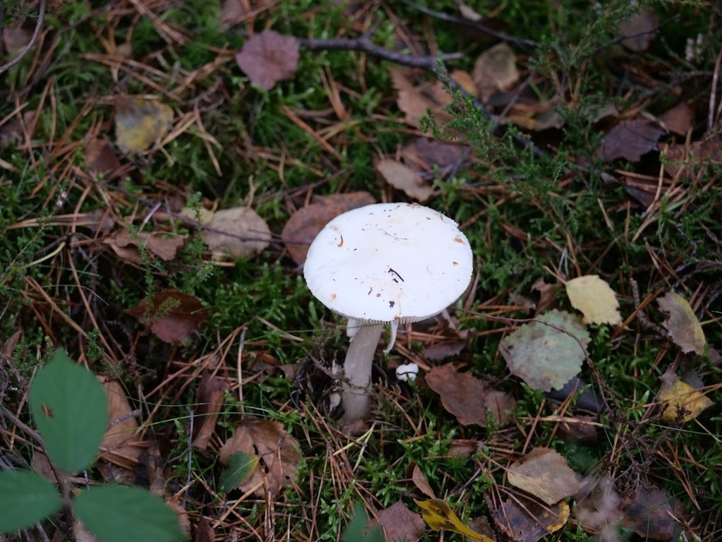 False Death-cap from RSPB Broadwater Warren NR, East Sussex, UK on ...