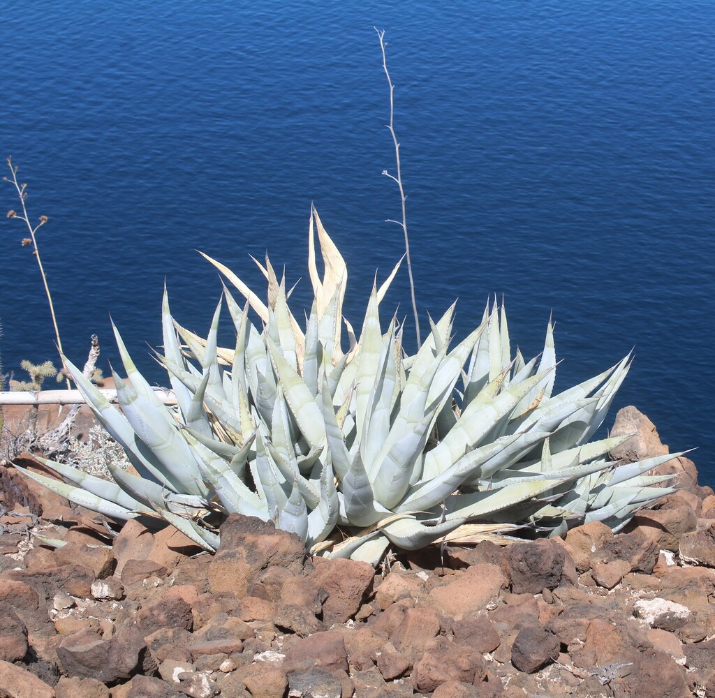 century plants from I. Cabeza de Caballo, San Quintín, B.C., México on ...
