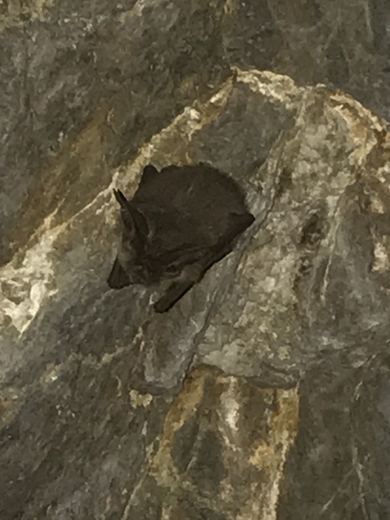 Townsend's Big-eared Bat from Rogue River-Siskiyou National Forest ...