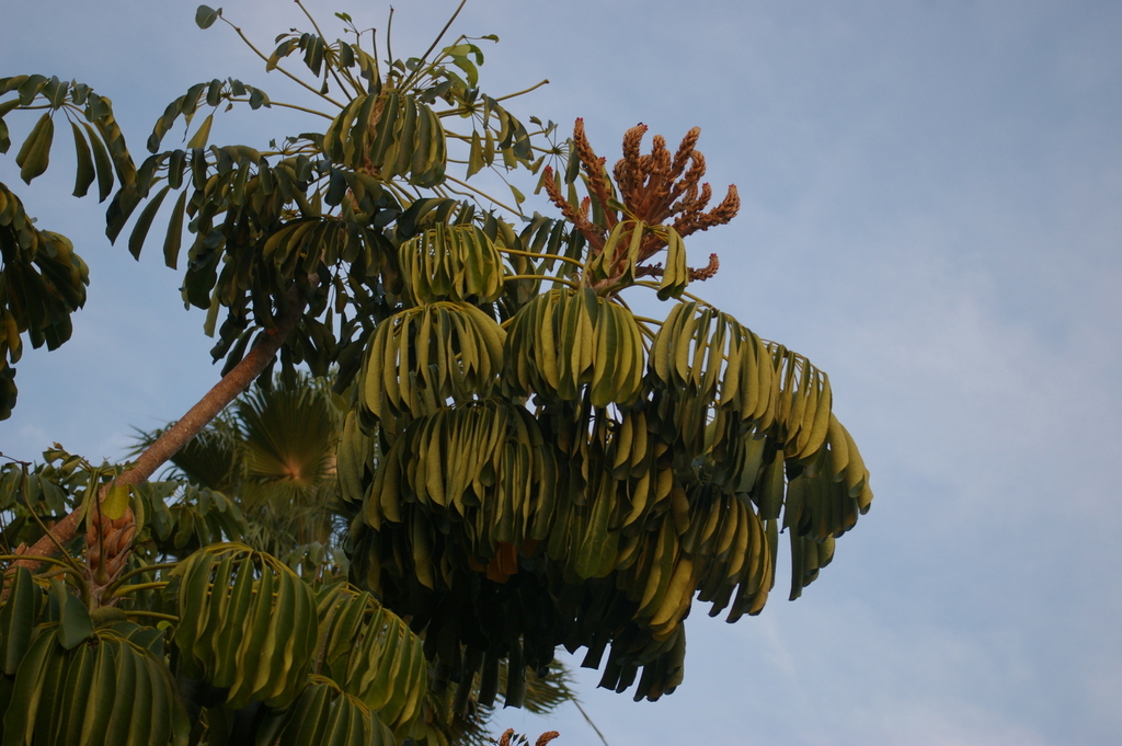 Australian Umbrella Tree from George Town, Cayman Islands on January 22 ...