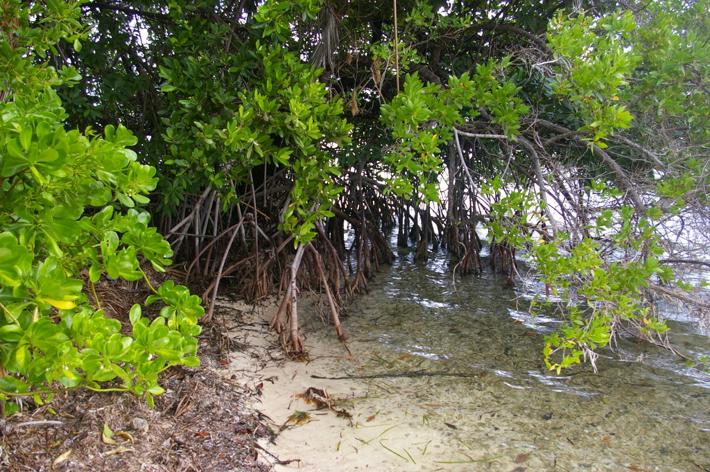 red mangrove from Rum Point, Cayman Islands on January 25, 2015 at 02: ...