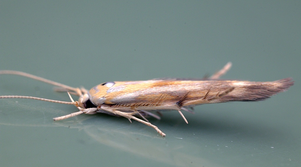 Orchard Featherfoot from Kaeo, New Zealand on October 10, 2022 at 12:36 ...