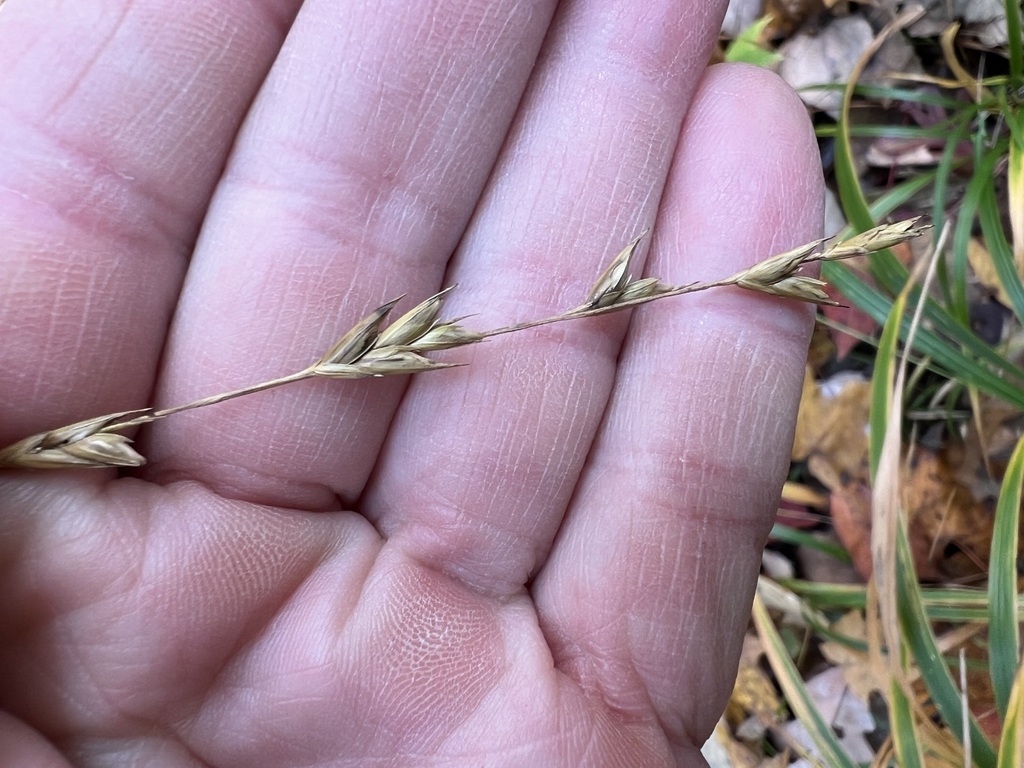 American beak grass from Logan, West Virginia, United States on October ...