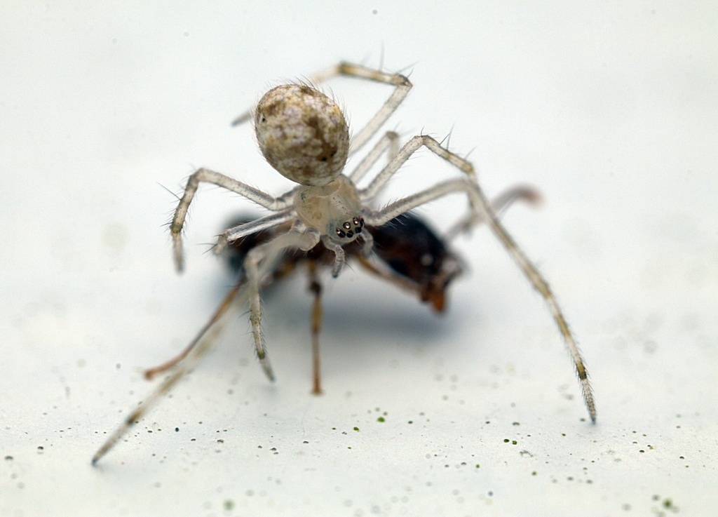 White porch spider from Kaeo, New Zealand on October 16, 2022 at 08:27 ...