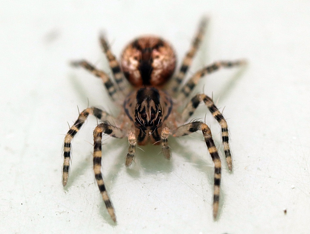 Bush Spider from Kaeo, New Zealand on October 17, 2022 at 10:16 AM by ...