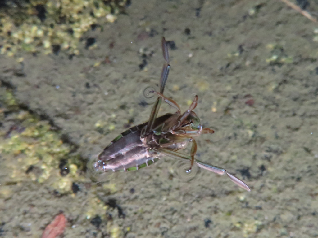 Notonecta triguttata from Район Аоба, Сендай, Мияги, Япония on ...