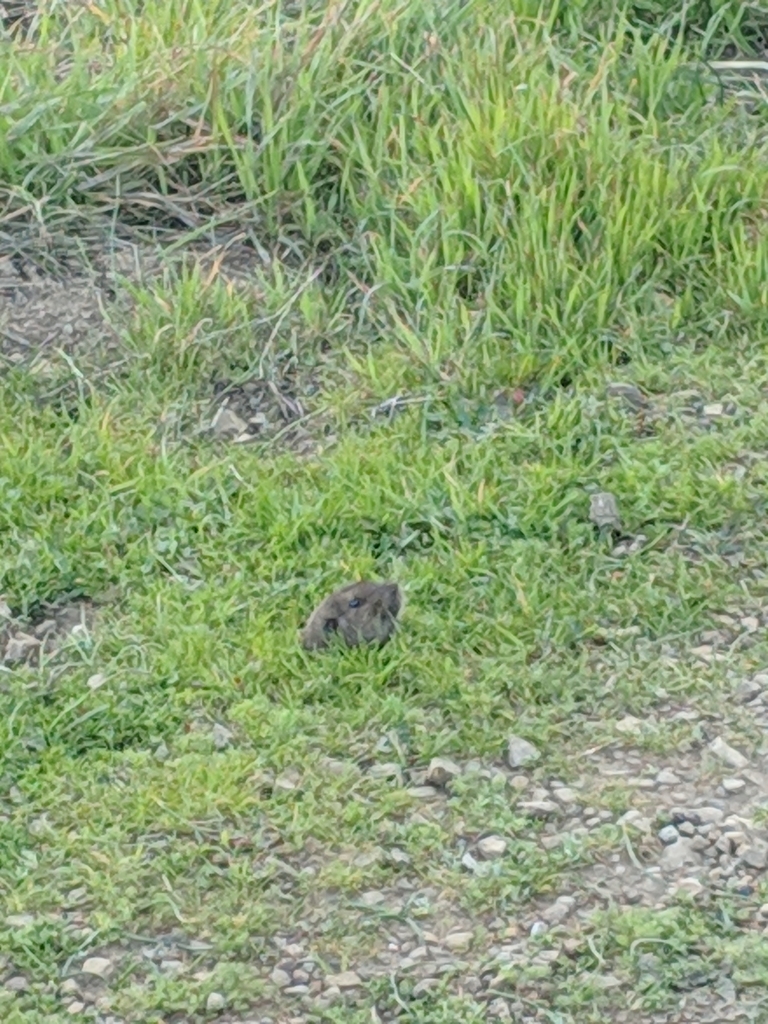 Botta's Pocket Gopher from Mount Tamalpais State Park, Mount Tamalpais ...
