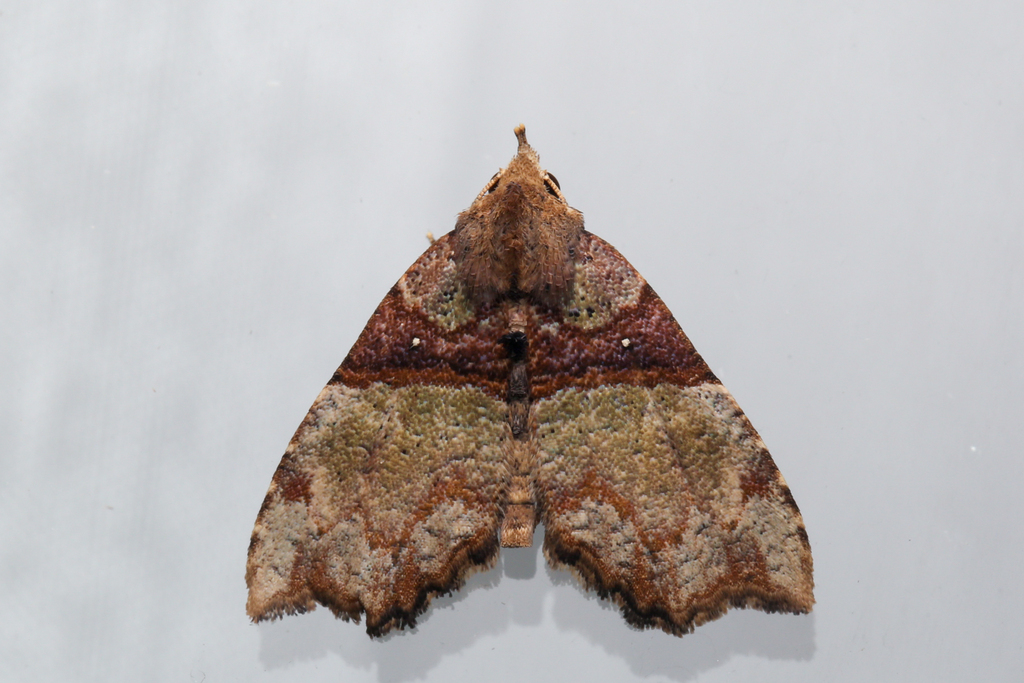 Acidon from Kinabalu Mountain Lodge, Sabah on August 1, 2023 at 08:51 ...