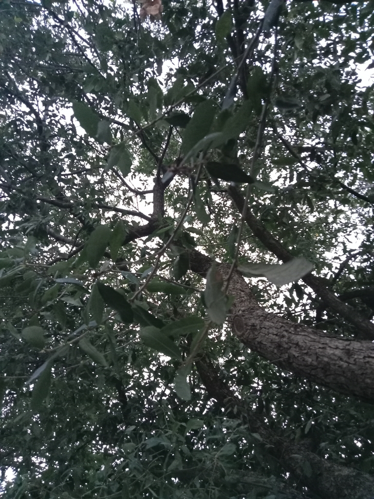 Sandpaper Oak from Mitras Poniente, 66023 Villas del Poniente, N.L ...