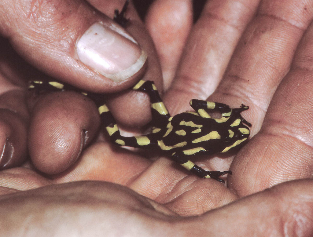 Variable Harlequin Frog in December 1984 by Jim Scarff. Photo taken in ...