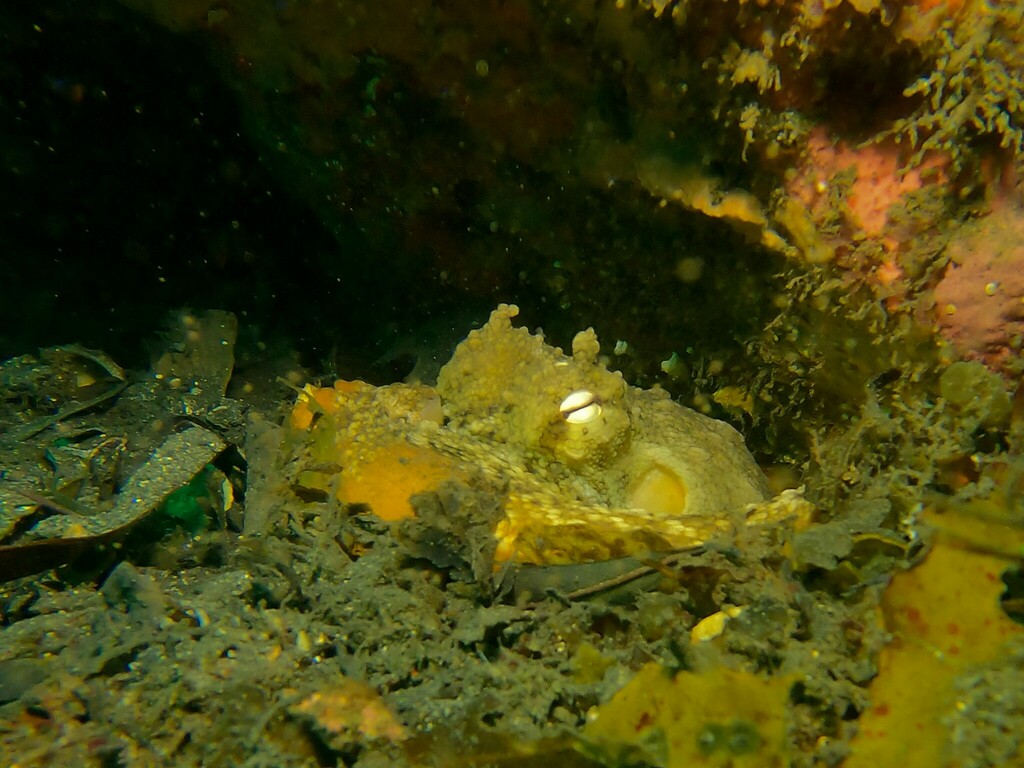 Common Sydney Octopus from Sydney NSW, Australia on October 24, 2023 at ...
