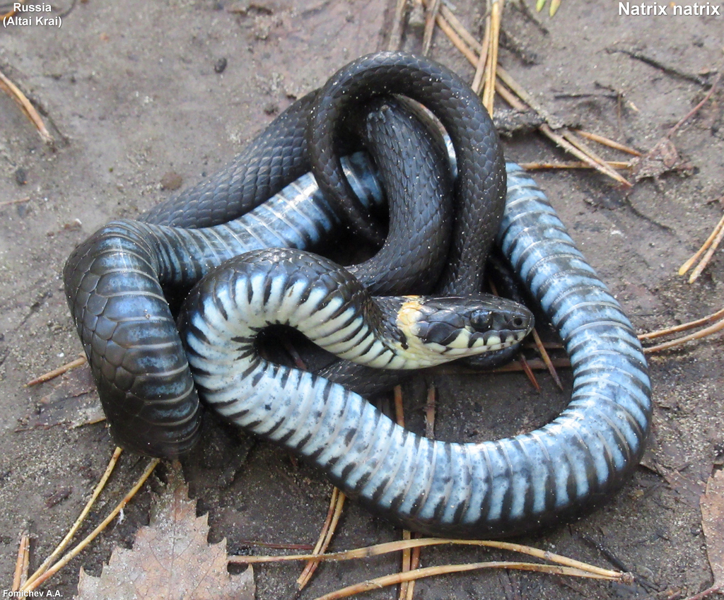 grass snake from Russia, Altai Krai, Bobrovka Village on September 10 ...