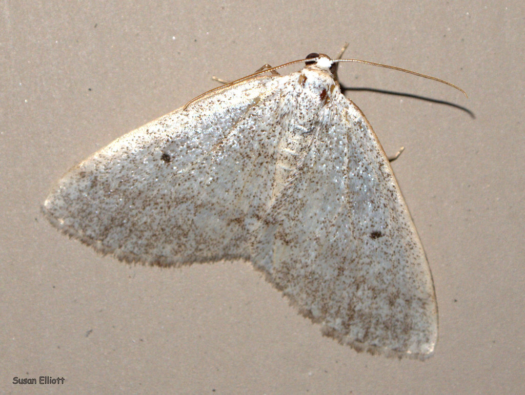 Gray Spring Moth from Rutland Town, Vermont on May 13, 2013 by Susan ...