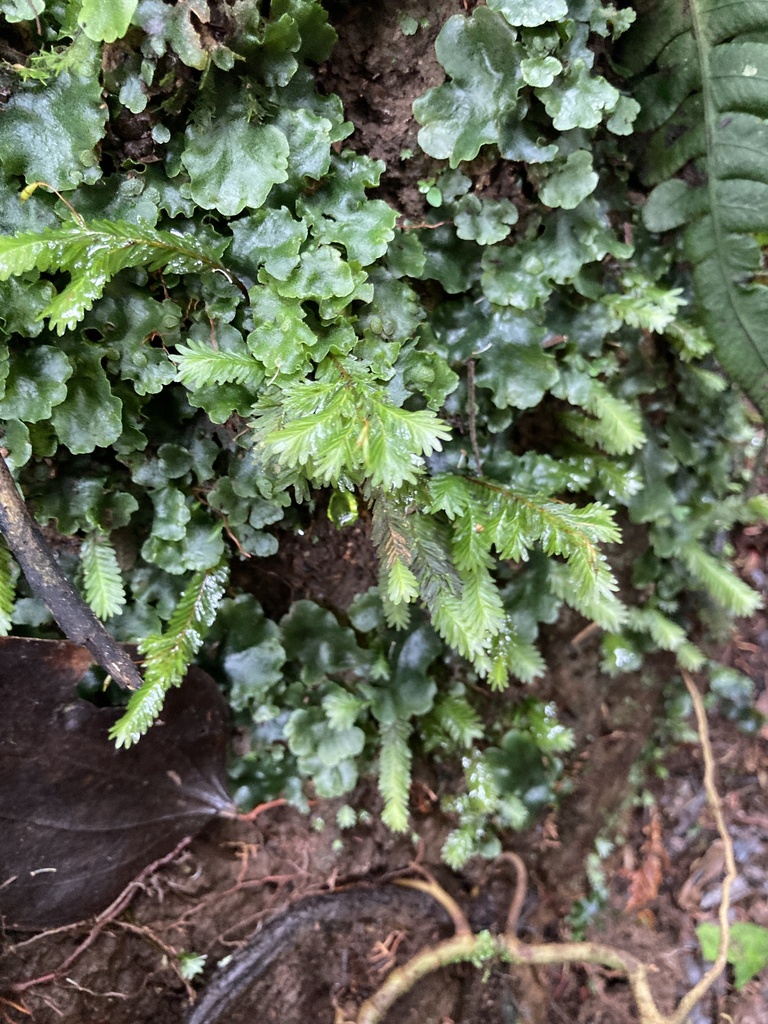 Monoclea gottschei from Escazu, San Jose, CR on October 22, 2023 at 11: ...