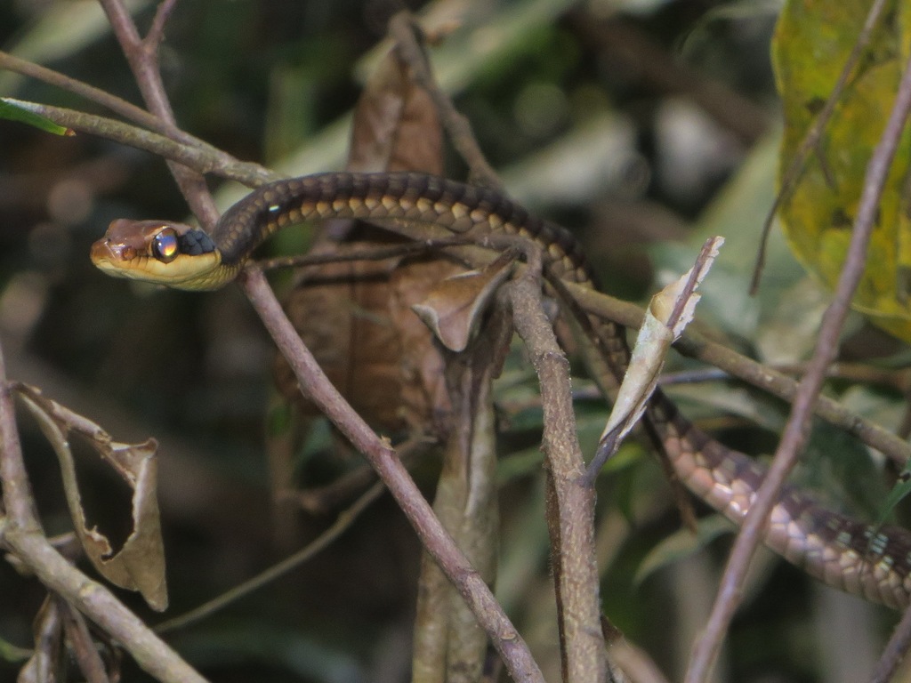 Vietnamese Bronzeback (Dendrelaphis ngansonensis) - Snakes and Lizards