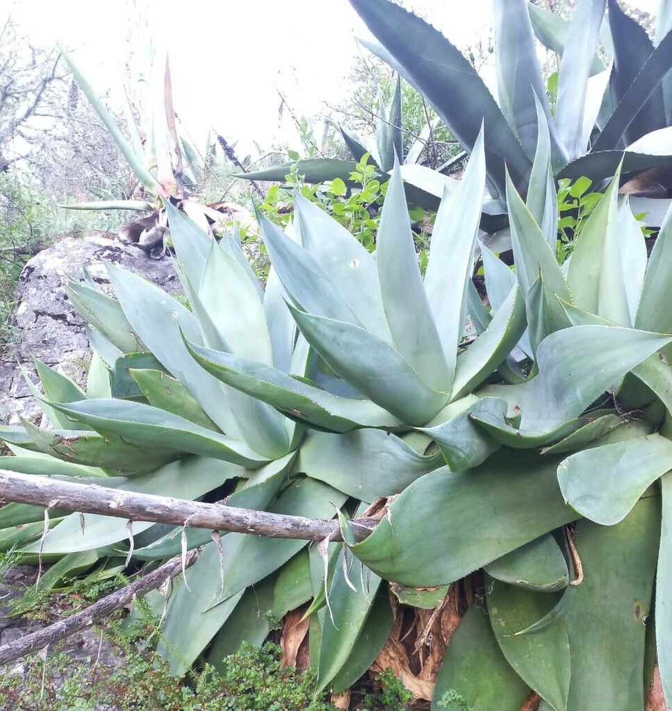 Mitis Century Plant from Pinal de Amoles, Qro., México on August 19 ...