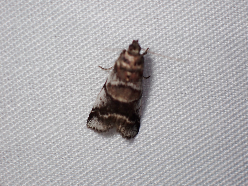 Leaf Crumpler Moth from Peterborough County, ON, Canada on July 15 ...
