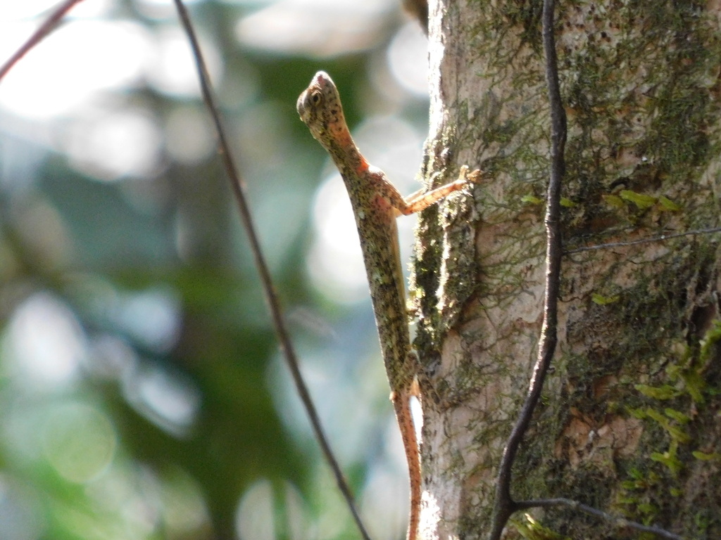 Red Bearded Flying Lizard from Cibalong, Garut Regency, West Java ...