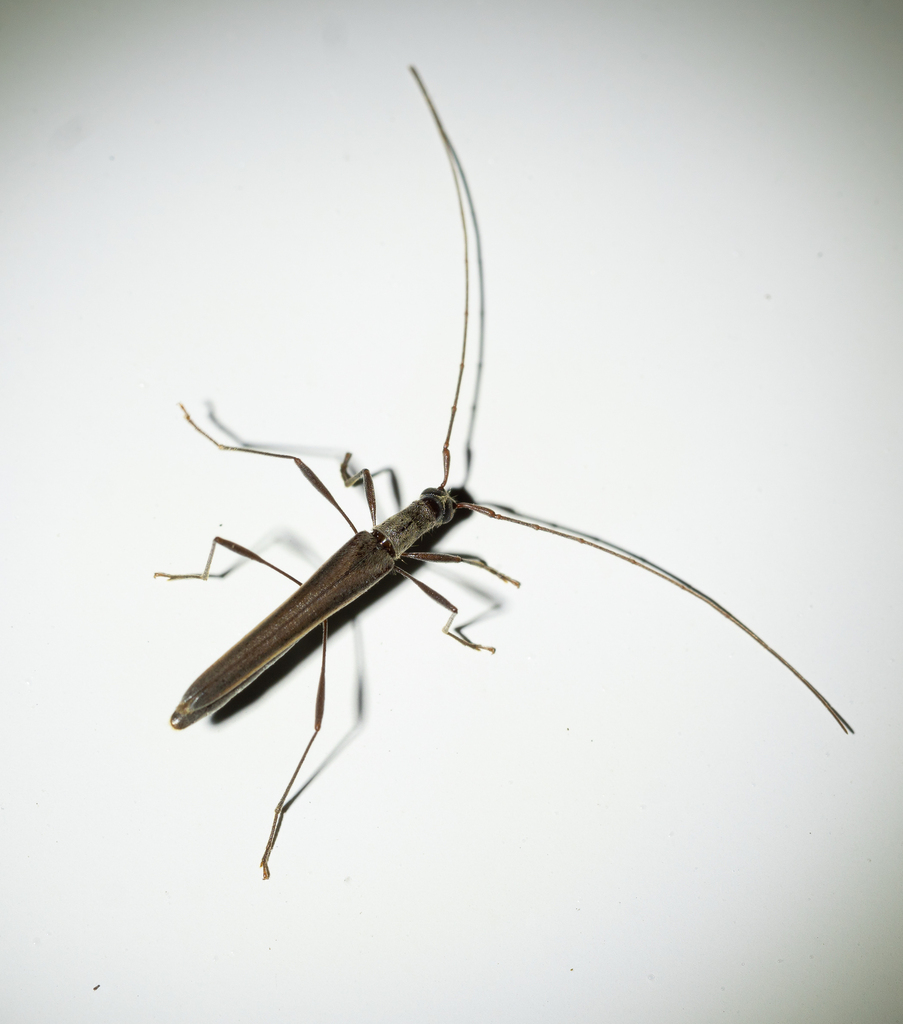 Rhinophthalmus modestus in October 2023 by Jacob Crisp · iNaturalist