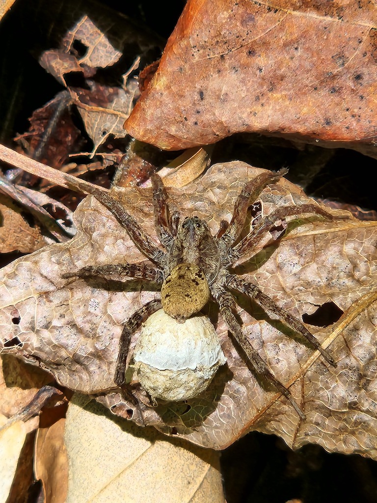 Sword Wolf Spiders from Lyme, CT, USA on May 25, 2023 at 12:13 PM by ...