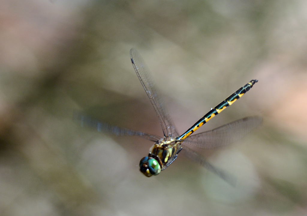 Australian Emerald Dragonfly from Brisbane QLD, Australia on October 24 ...
