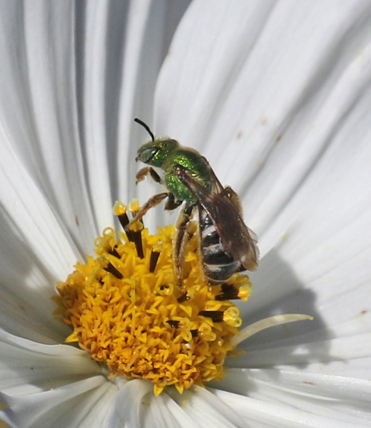 Bicolored Striped Sweat Bee from Douglas County, OR, USA on October 16 ...