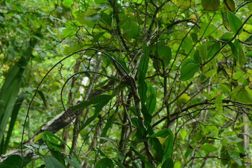 Microgramma nitida from Calakmul, Camp., México on October 19, 2023 at ...