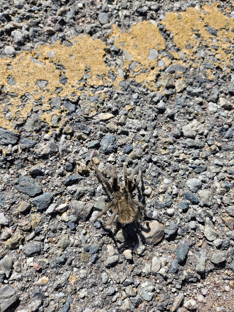 Grand Canyon Black Tarantula from El Prado, NM 87529, USA on October 23 ...