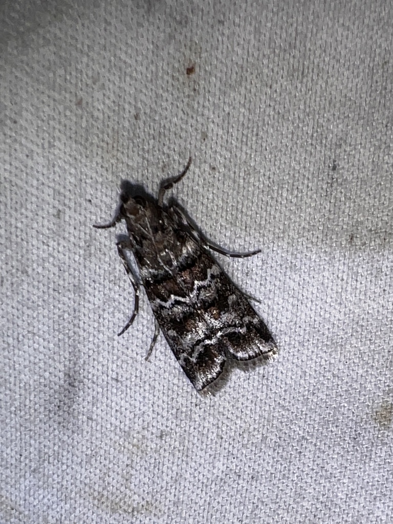Southern Pine Coneworm Moth from Water Tank Rd, Marion, AL, US on ...