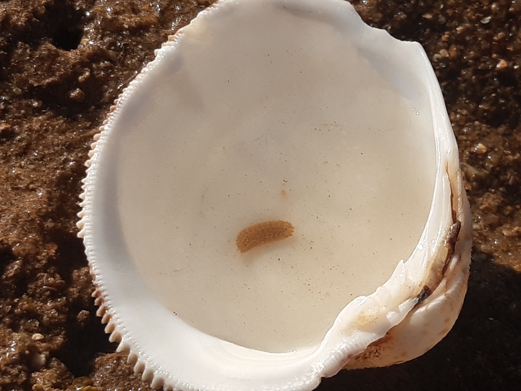 Scaleworms from Port Hedland, WA, Australia on October 15, 2023 at 04: ...