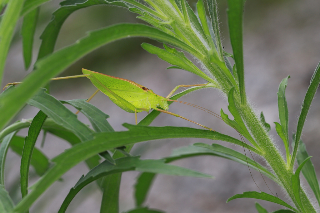 Kuwayamaea chinensis from 浙江省杭州市 on June 13, 2020 at 09:30 AM by Li ...