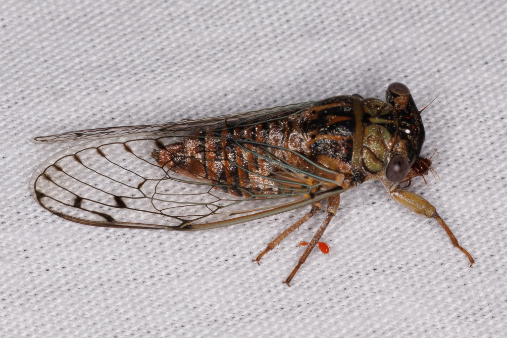 Little mesquite cicada from Kerr County, TX, USA on June 9, 2023 at 08: ...