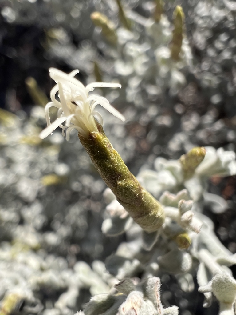 Bluebush Daisy from Riverland Biosphere Reserve, Taylorville Station ...